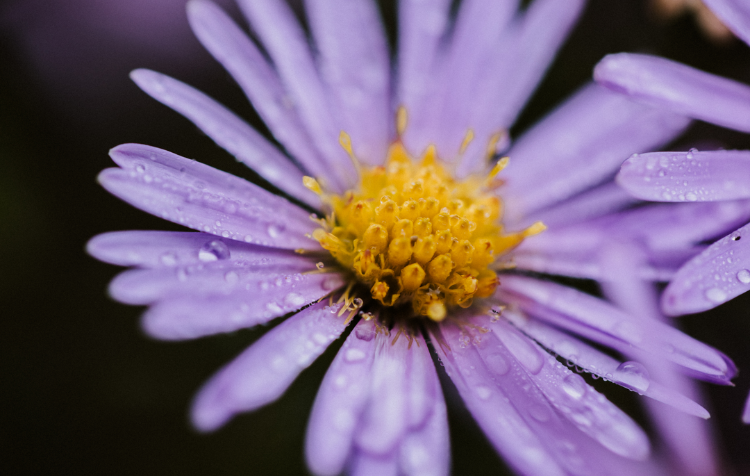 The Story Behind the Name – Aster Society